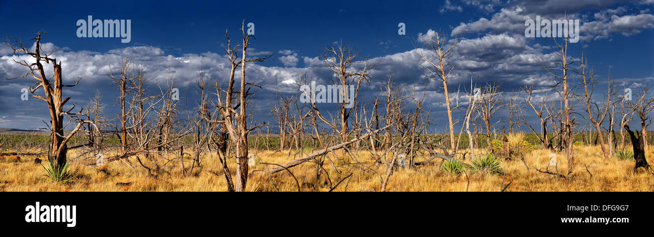 Devastated landscape with dead trees after a forest fire in 2002, Cedar ...
