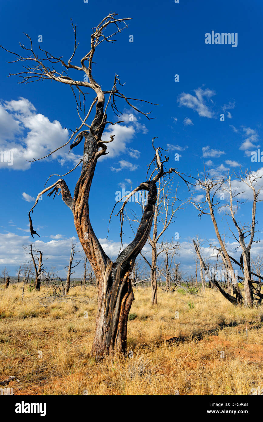 Devastated landscape with dead trees after a forest fire in 2002, Cedar ...