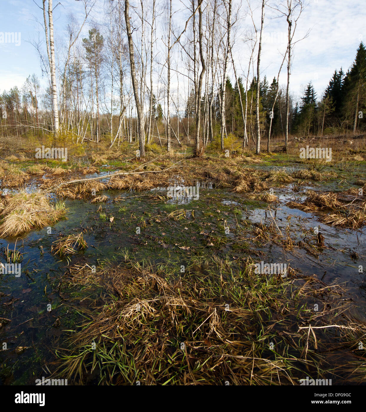 Swamp cypress tree bark hi-res stock photography and images - Alamy