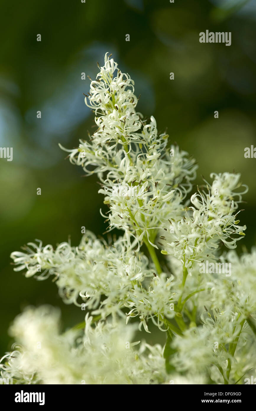 Manna flowering ash tree hi-res stock photography and images - Alamy