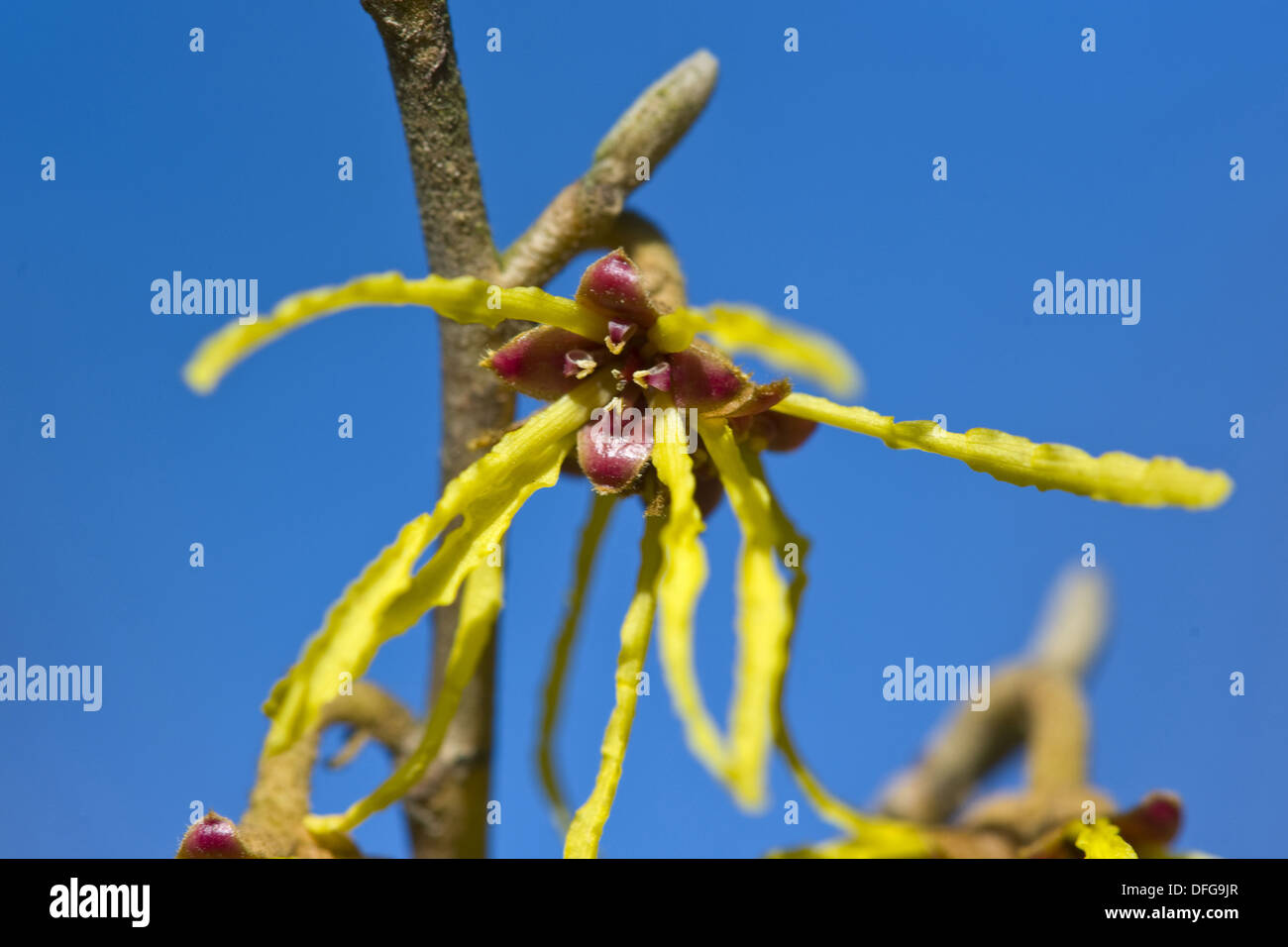 Japanese witch hazel hamamelis japonica hi-res stock photography and ...