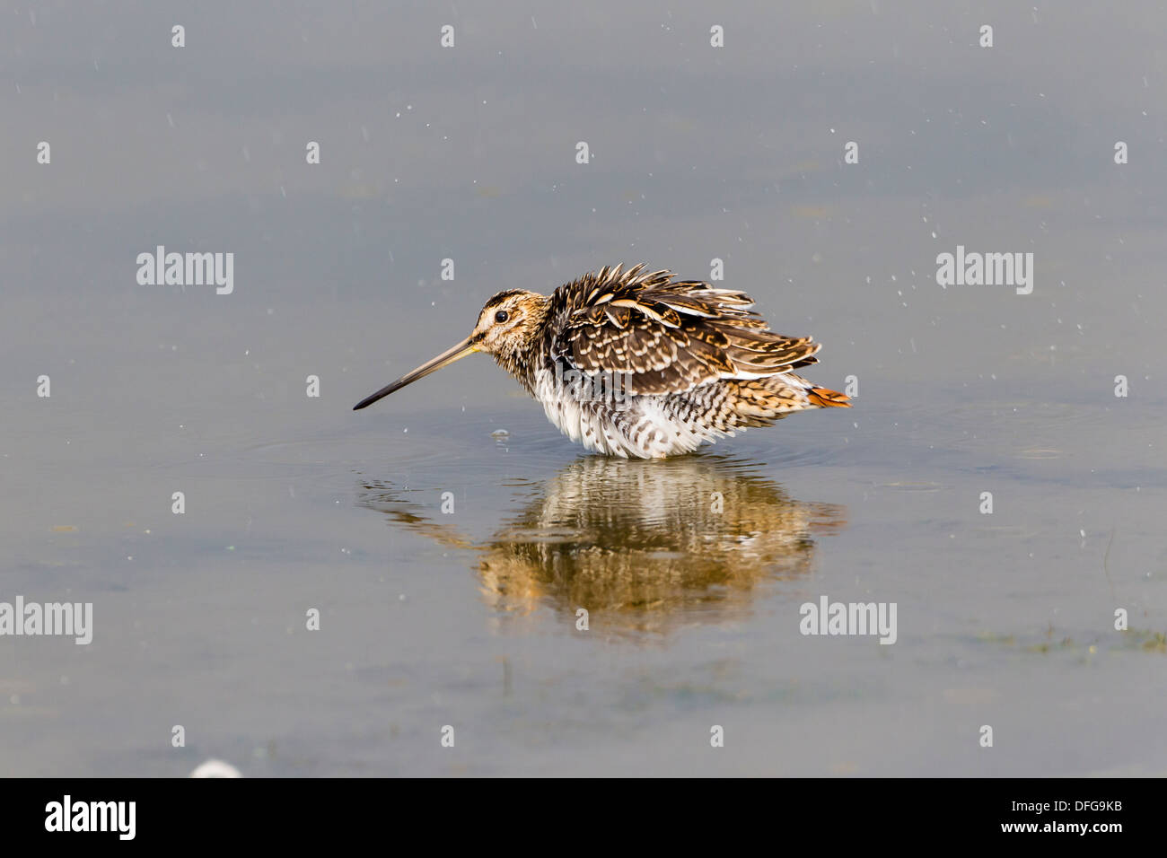 Common snipes hi-res stock photography and images - Alamy