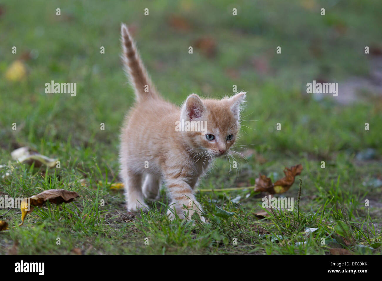 Young red cat walking hi-res stock photography and images - Alamy