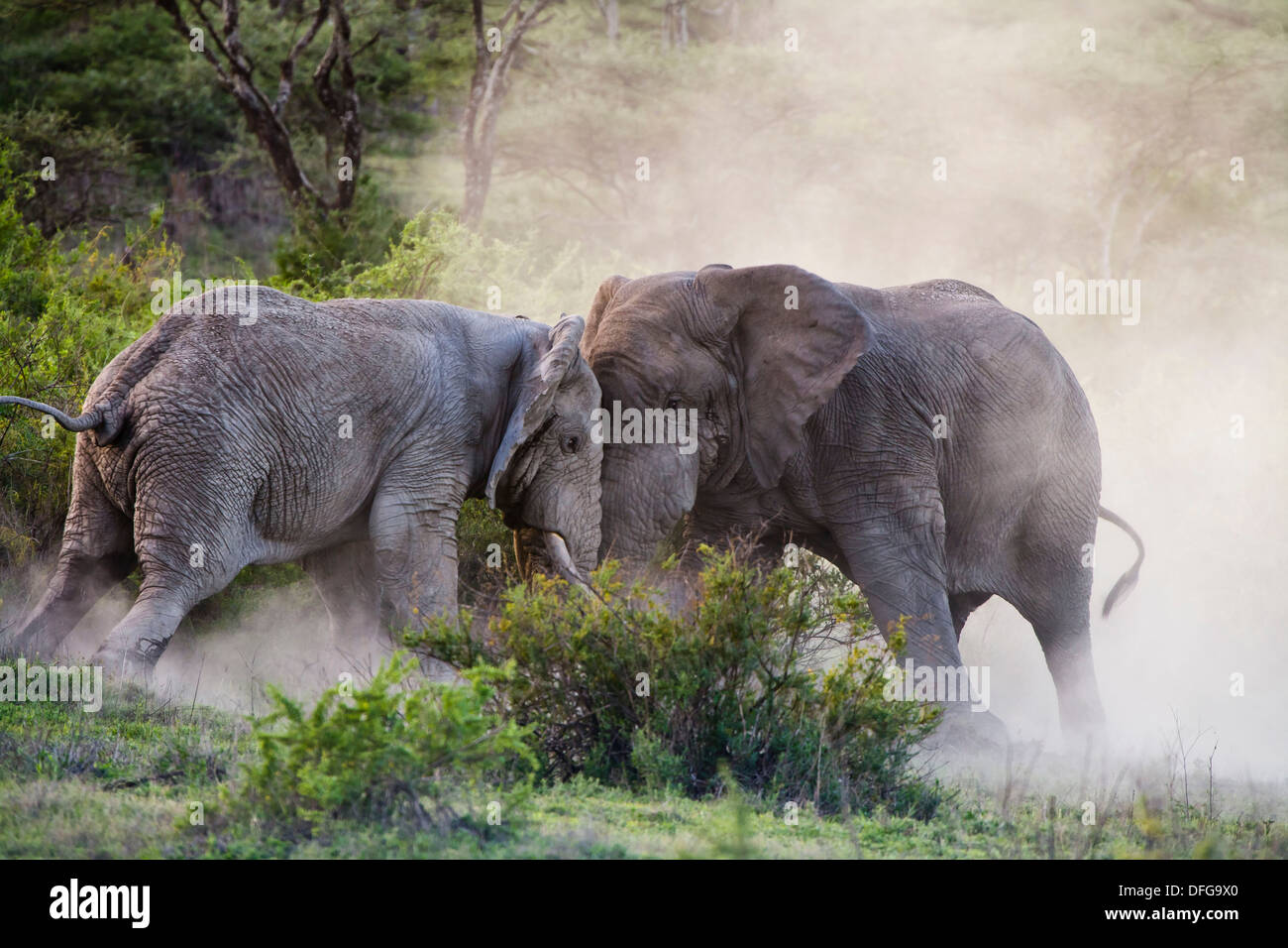 Elephant in musth hi-res stock photography and images - Alamy