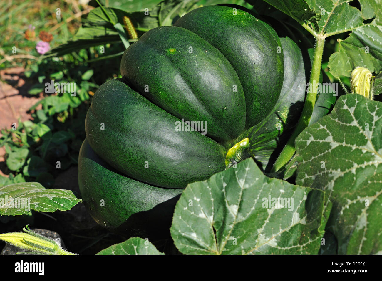 Cucurbita Moschata