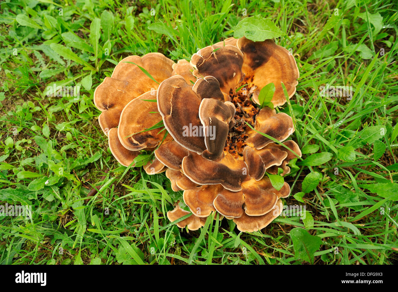 Black staining polypore hi-res stock photography and images - Alamy