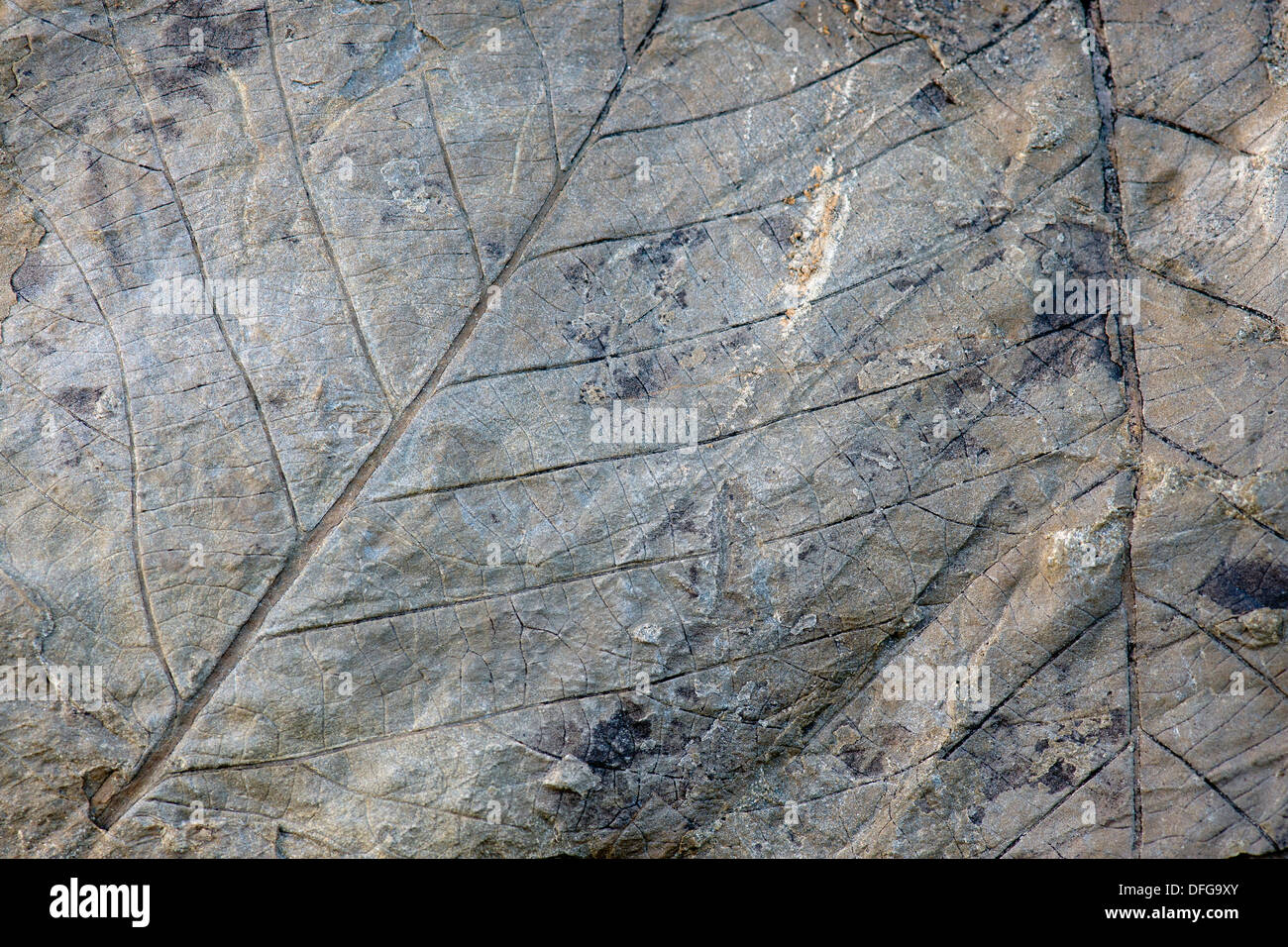 Prehistoric leaves hi-res stock photography and images - Alamy