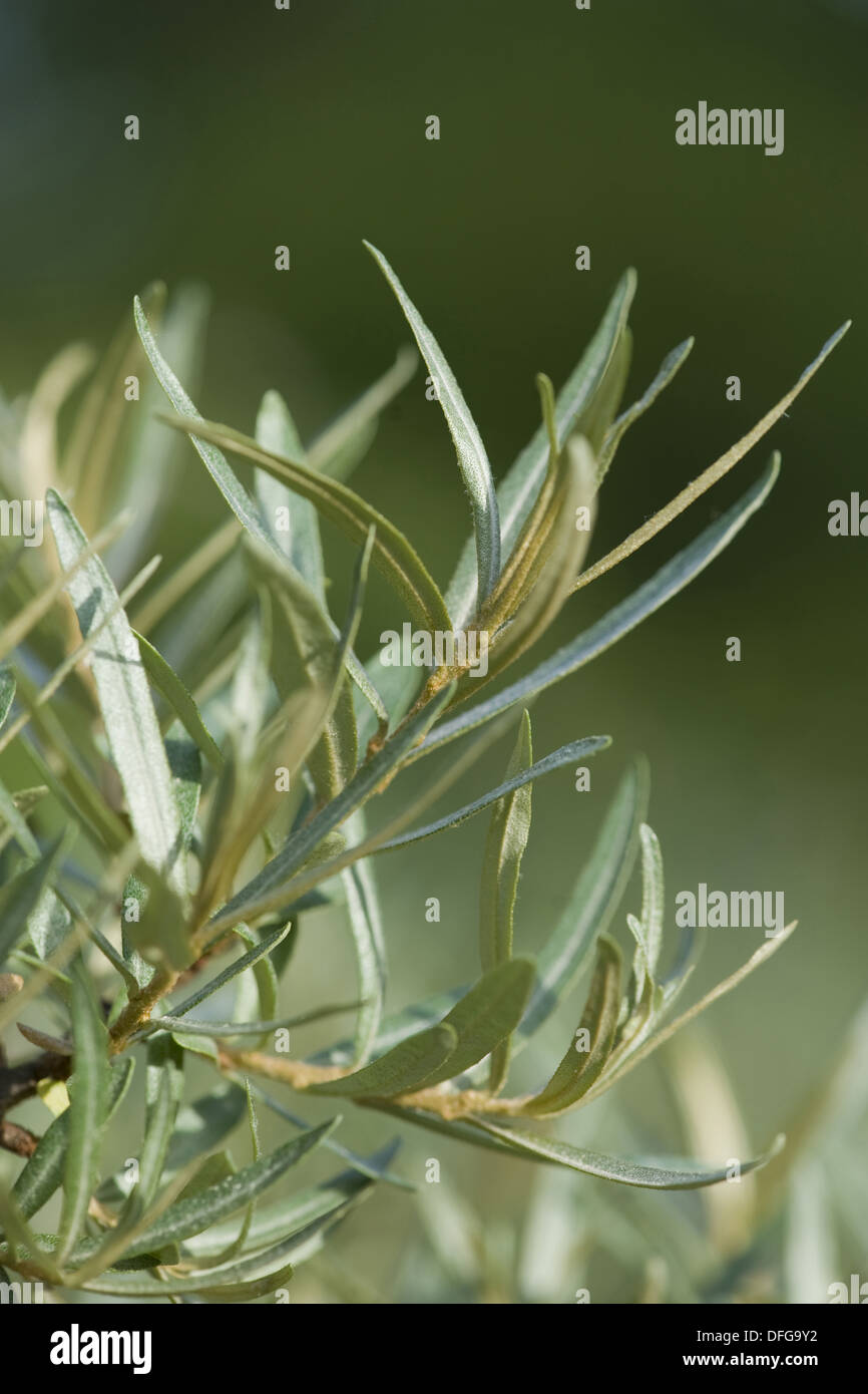 Hippophae hi-res stock photography and images - Alamy