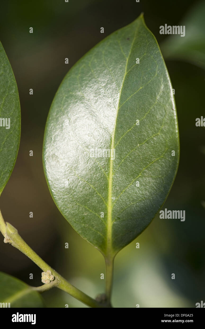 Common holly hi-res stock photography and images - Alamy