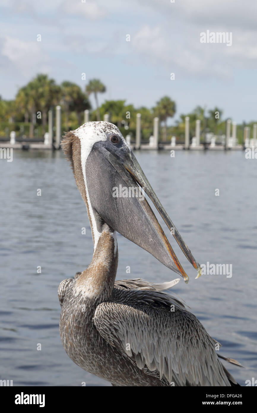 pelican at everglades city florida Stock Photo - Alamy