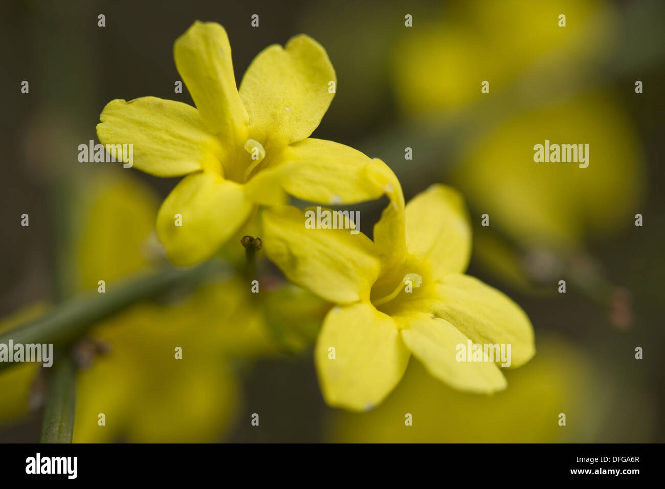 Yellow jasmine hi-res stock photography and images - Alamy
