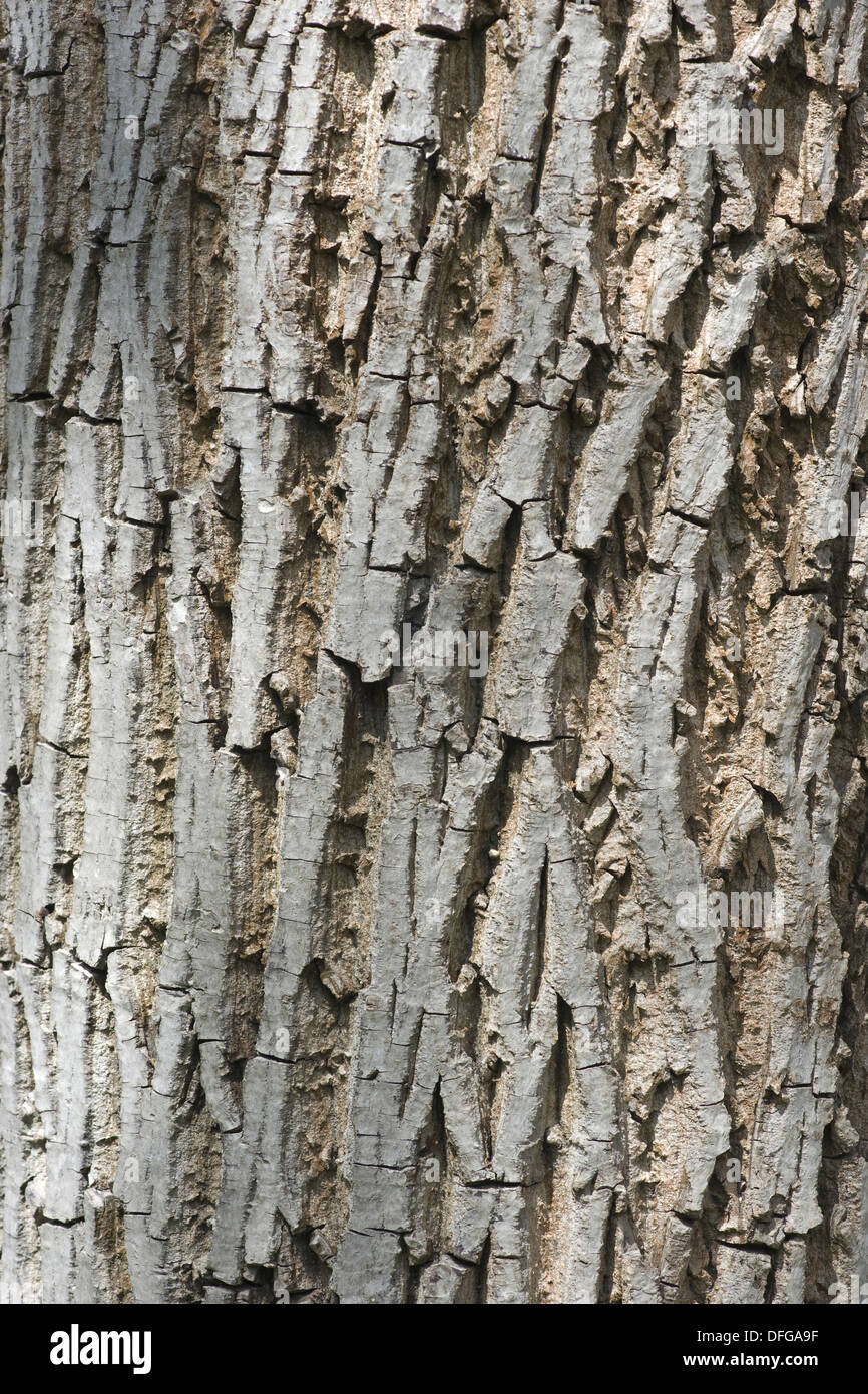 Walnut tree bark hi-res stock photography and images - Alamy