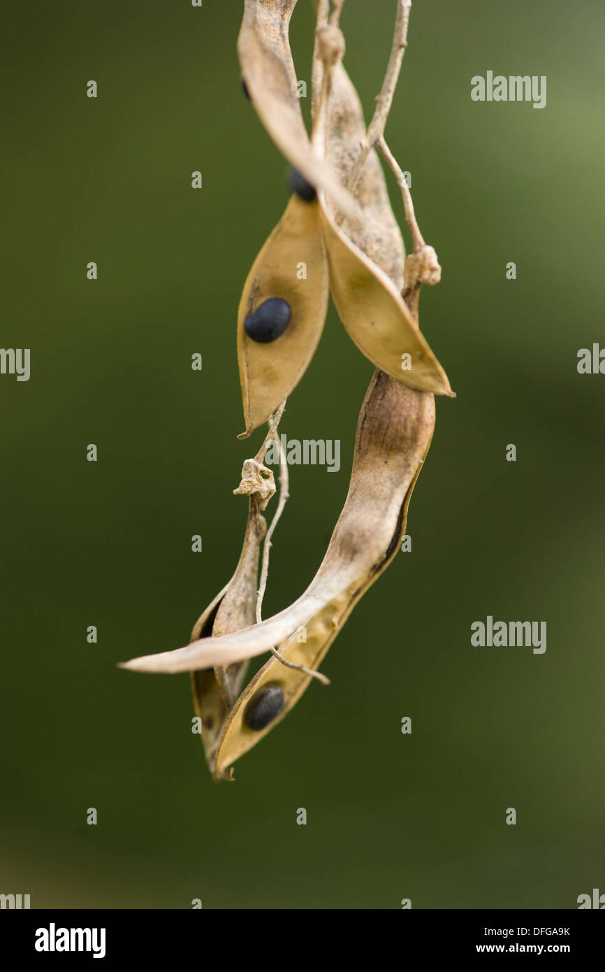 Laburnum seeds hi-res stock photography and images - Alamy