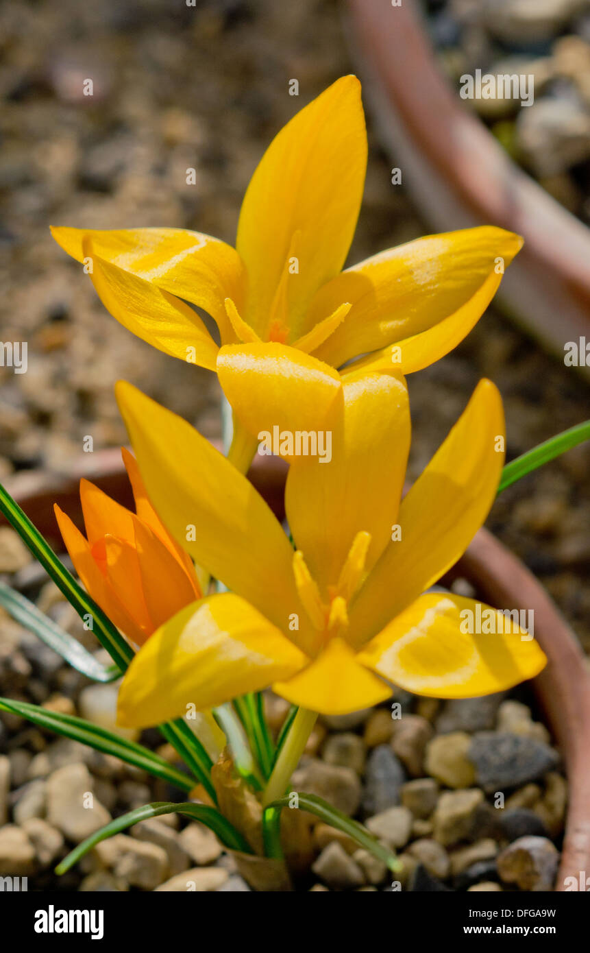 Flavus hi-res stock photography and images - Alamy