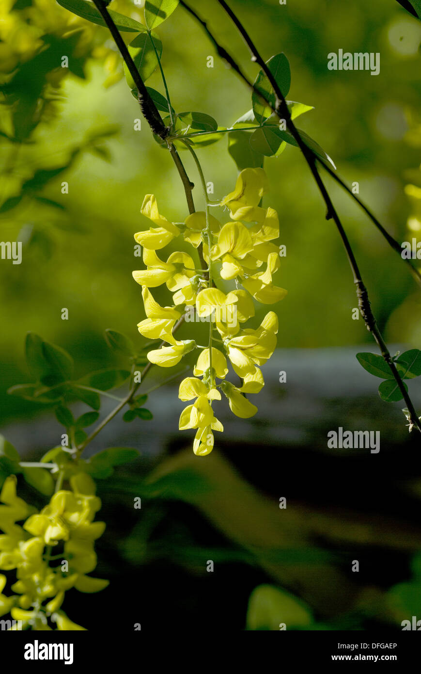 common laburnum, laburnum anagyroides Stock Photo - Alamy