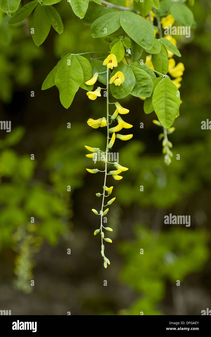 common laburnum, laburnum anagyroides Stock Photo - Alamy