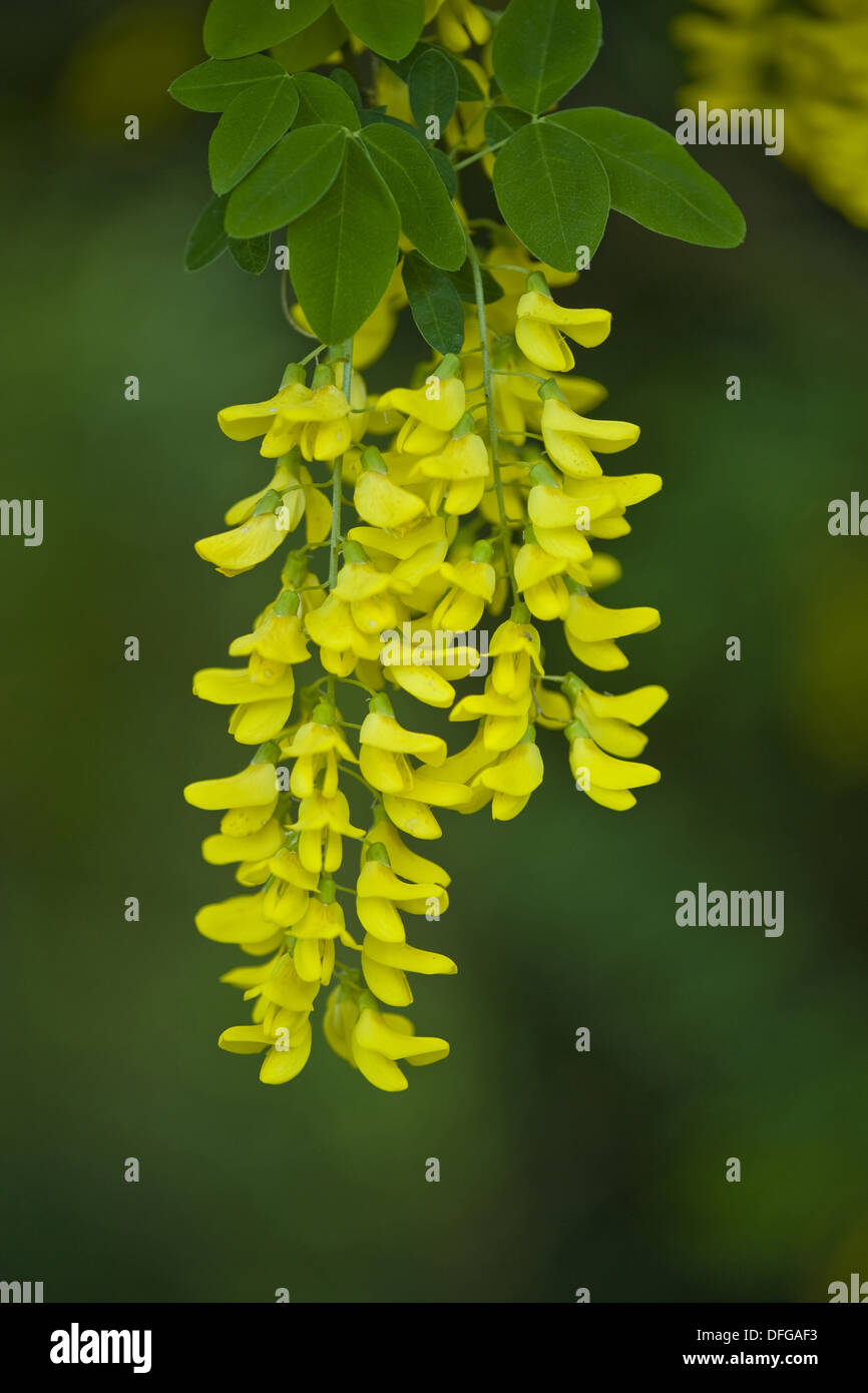 common laburnum, laburnum anagyroides Stock Photo - Alamy