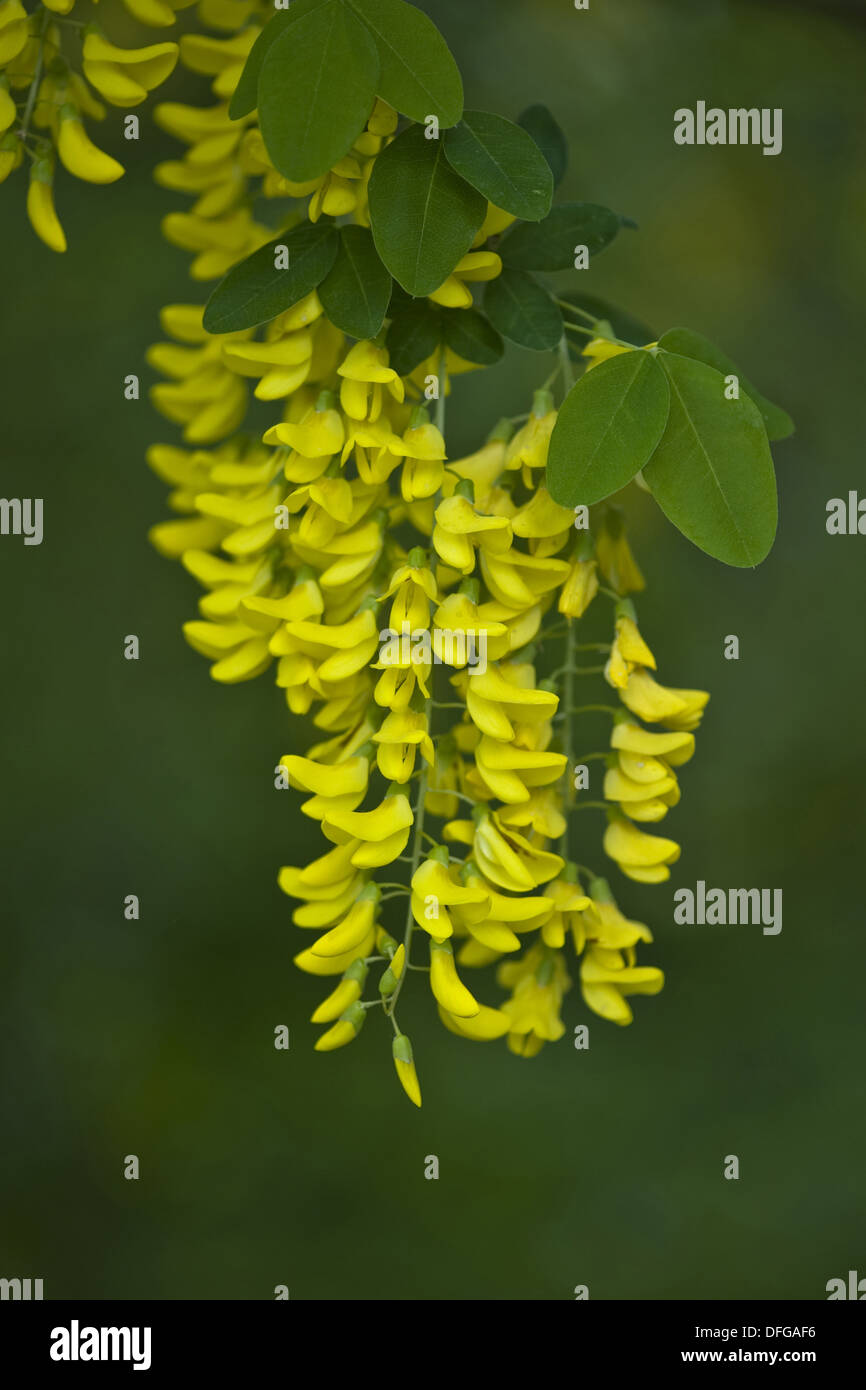 Plants cytisus laburnum hi-res stock photography and images - Alamy