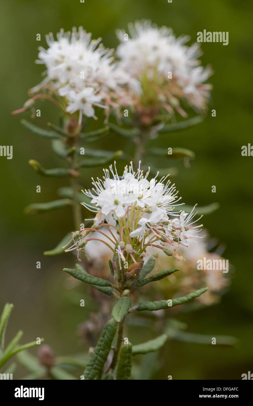 Labrador tea plant hi-res stock photography and images - Alamy