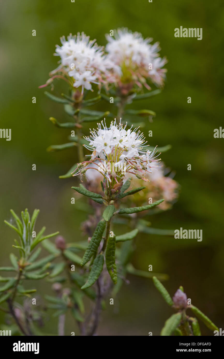 Labrador Tea Stock Photos & Labrador Tea Stock Images - Alamy