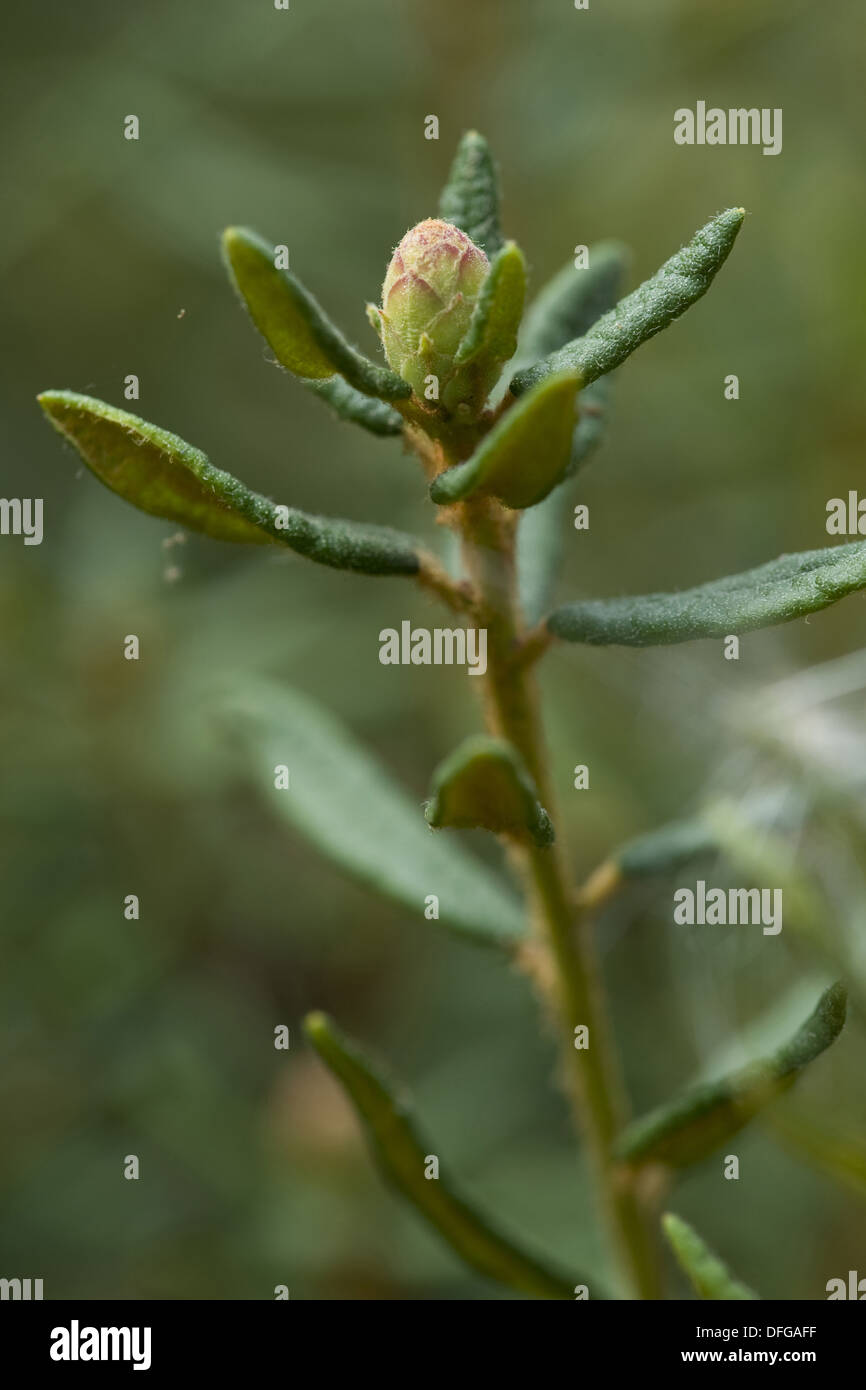 Labrador tea plant hi-res stock photography and images - Alamy