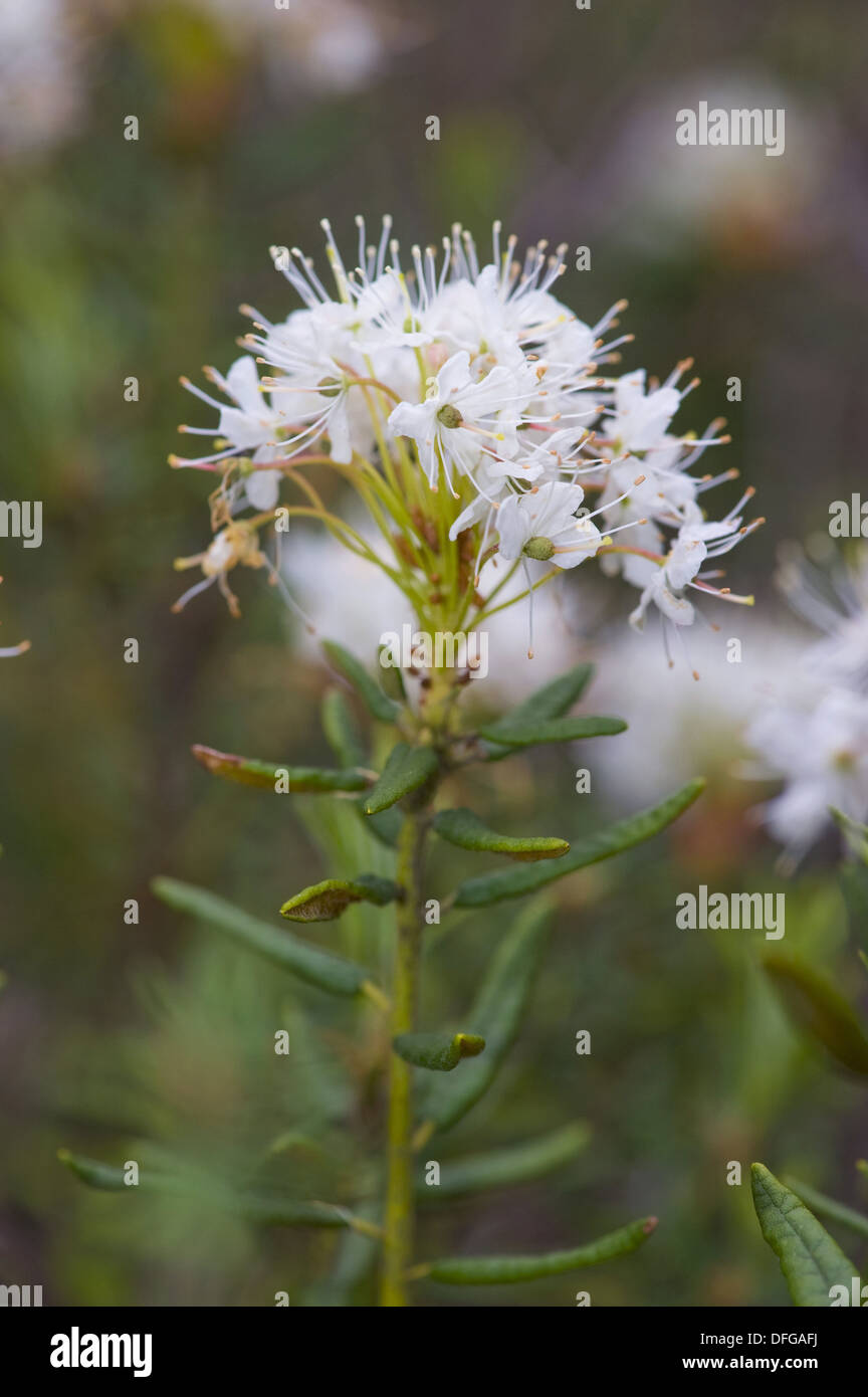 Labrador tea plant hi-res stock photography and images - Alamy