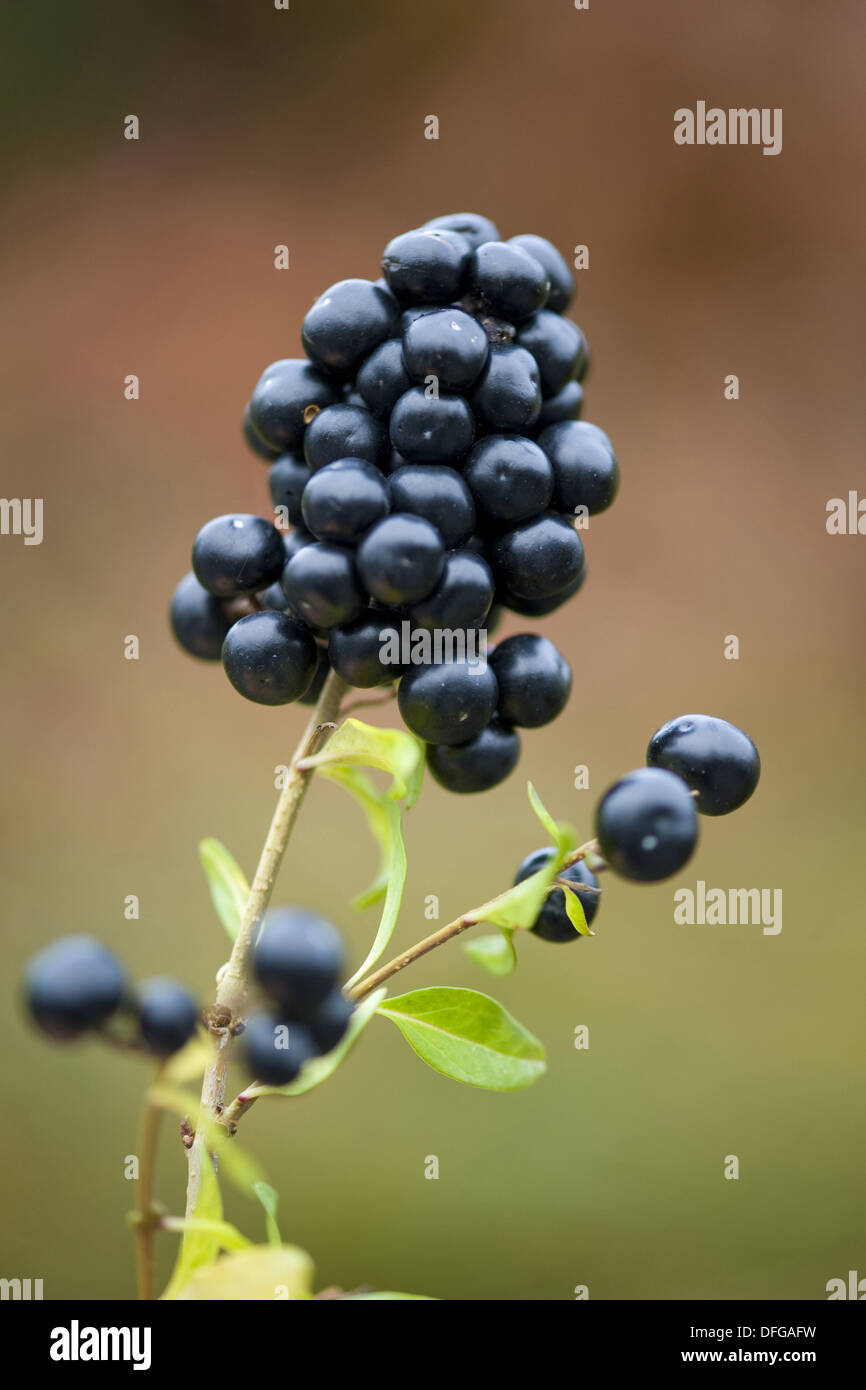 wild privet, ligustrum vulgare Stock Photo - Alamy
