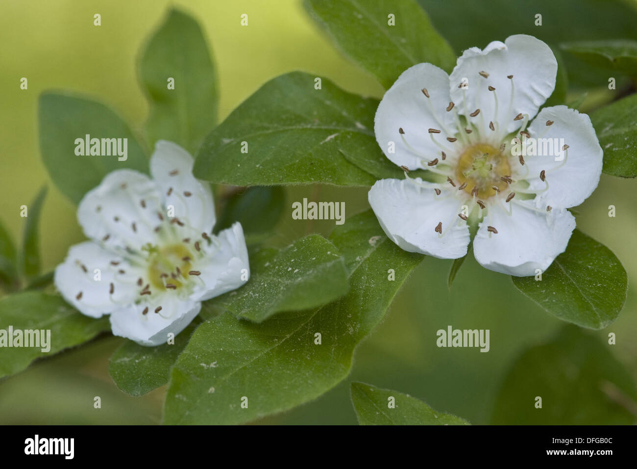 Mespilus germanica hi-res stock photography and images - Alamy