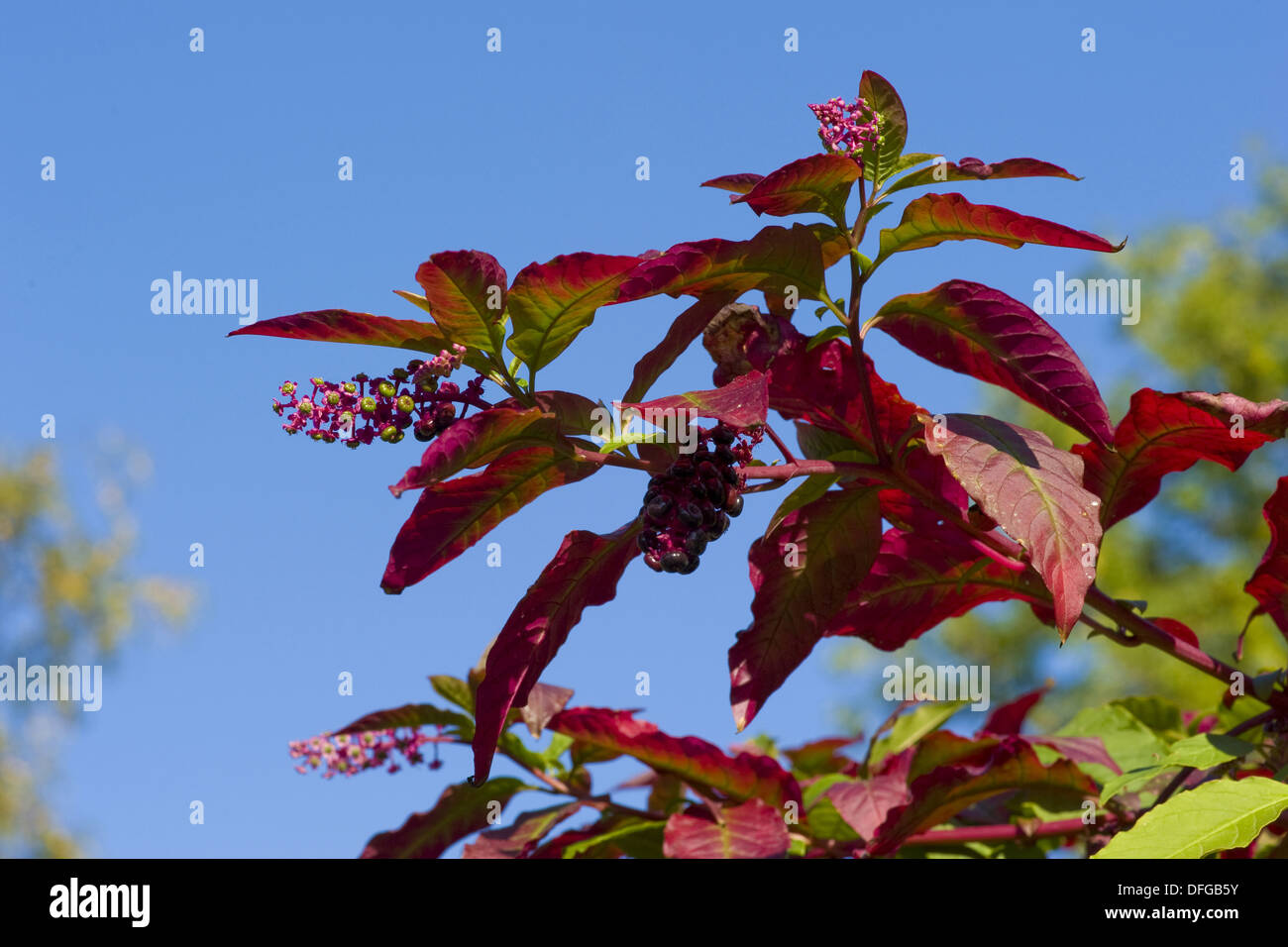 American pokeweed hi-res stock photography and images - Alamy