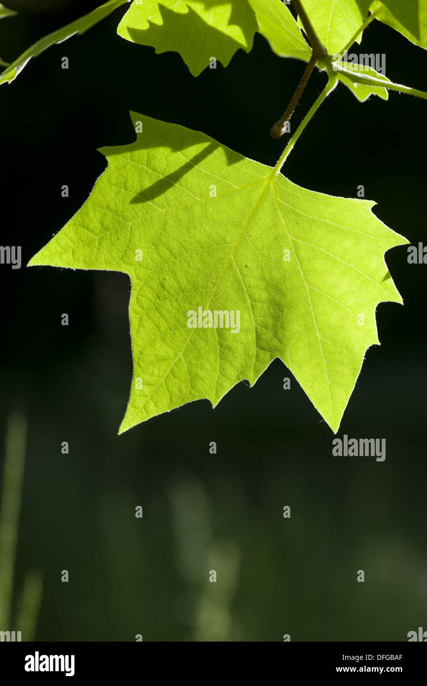 London plane tree leaves hi-res stock photography and images - Alamy