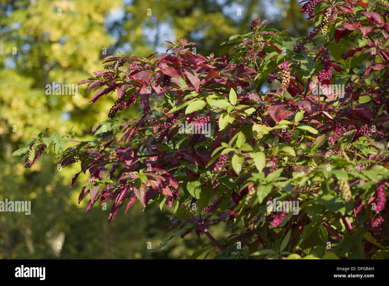 American pokeweed hi-res stock photography and images - Alamy
