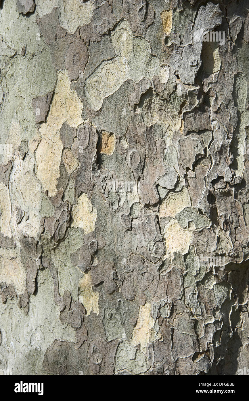london plane, platanus x hispanica Stock Photo - Alamy