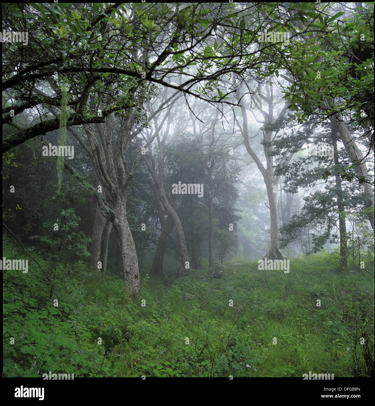A quiet forest sanctuary at Lotheni in the Southern Drakensberg Stock ...