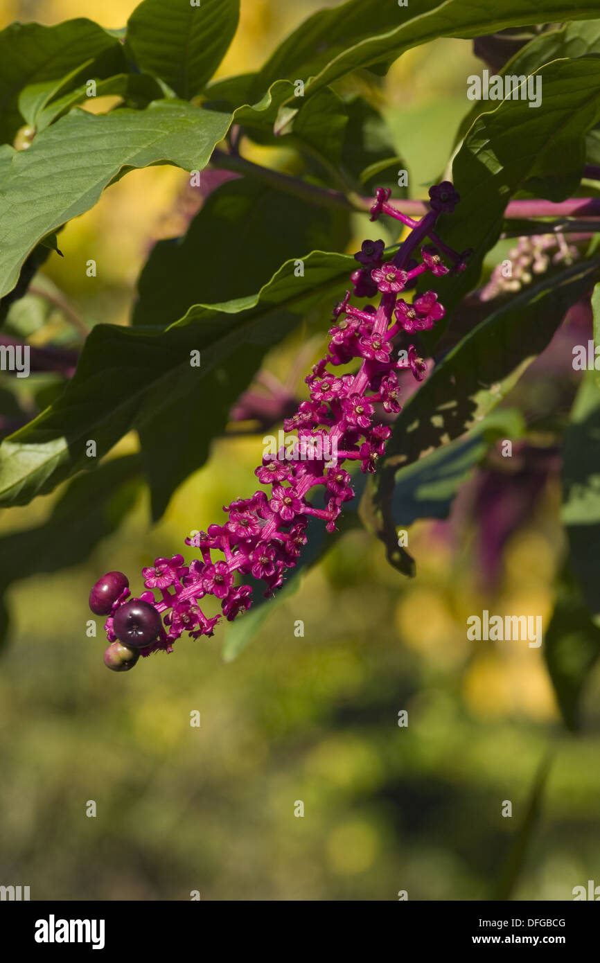 american pokeweed, phytolacca americana Stock Photo - Alamy