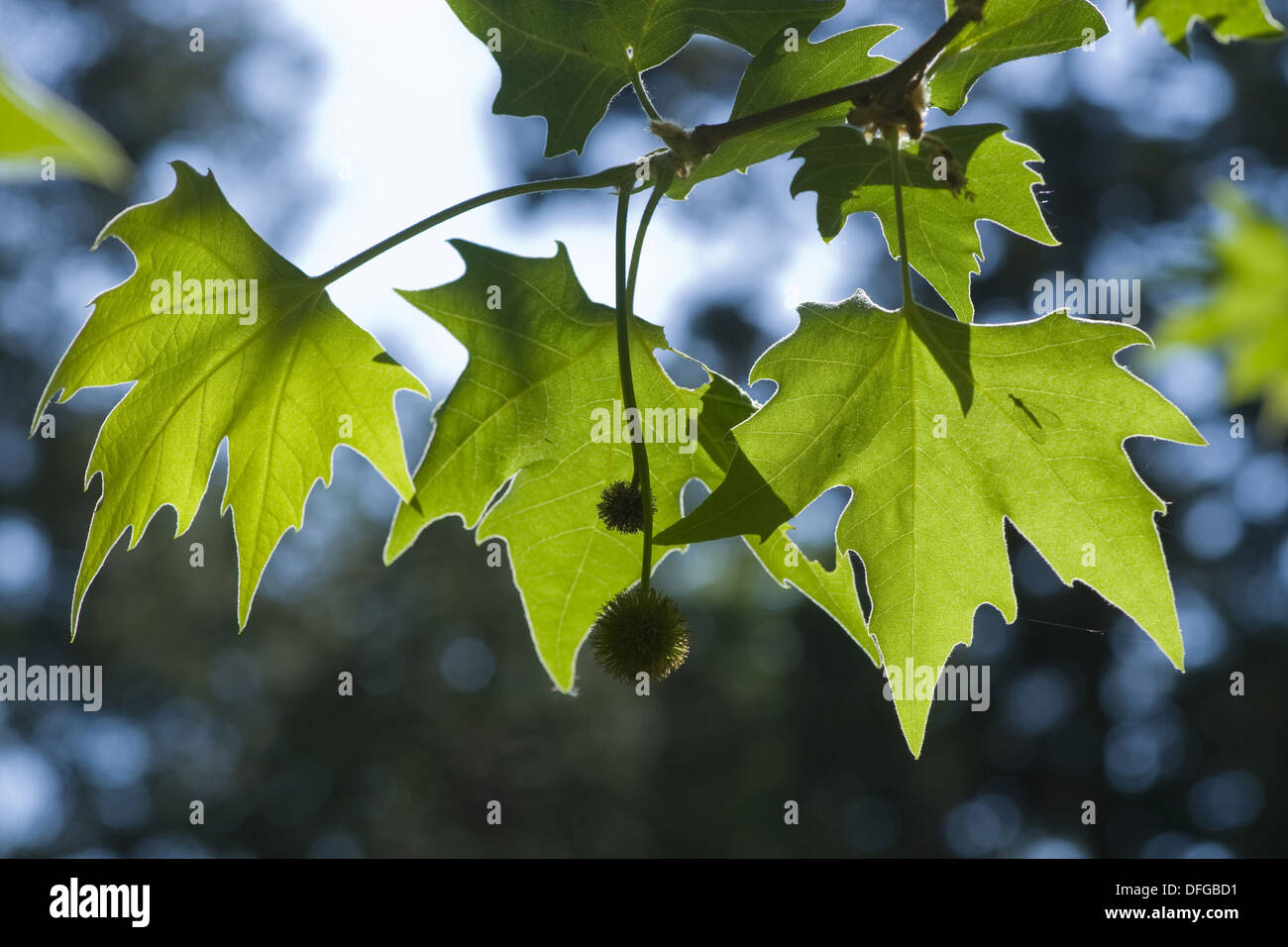 London plane tree leaf hi-res stock photography and images - Alamy