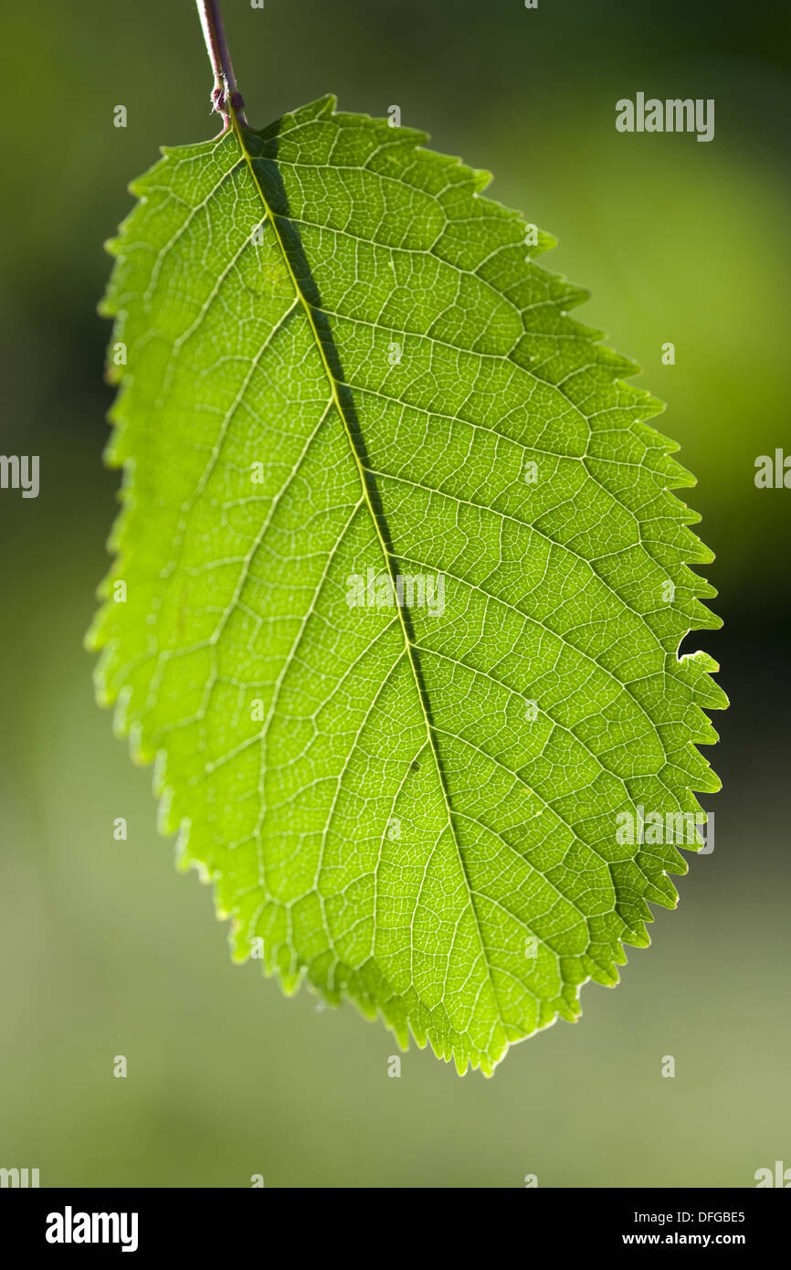 Prunus avium leaves hi-res stock photography and images - Alamy