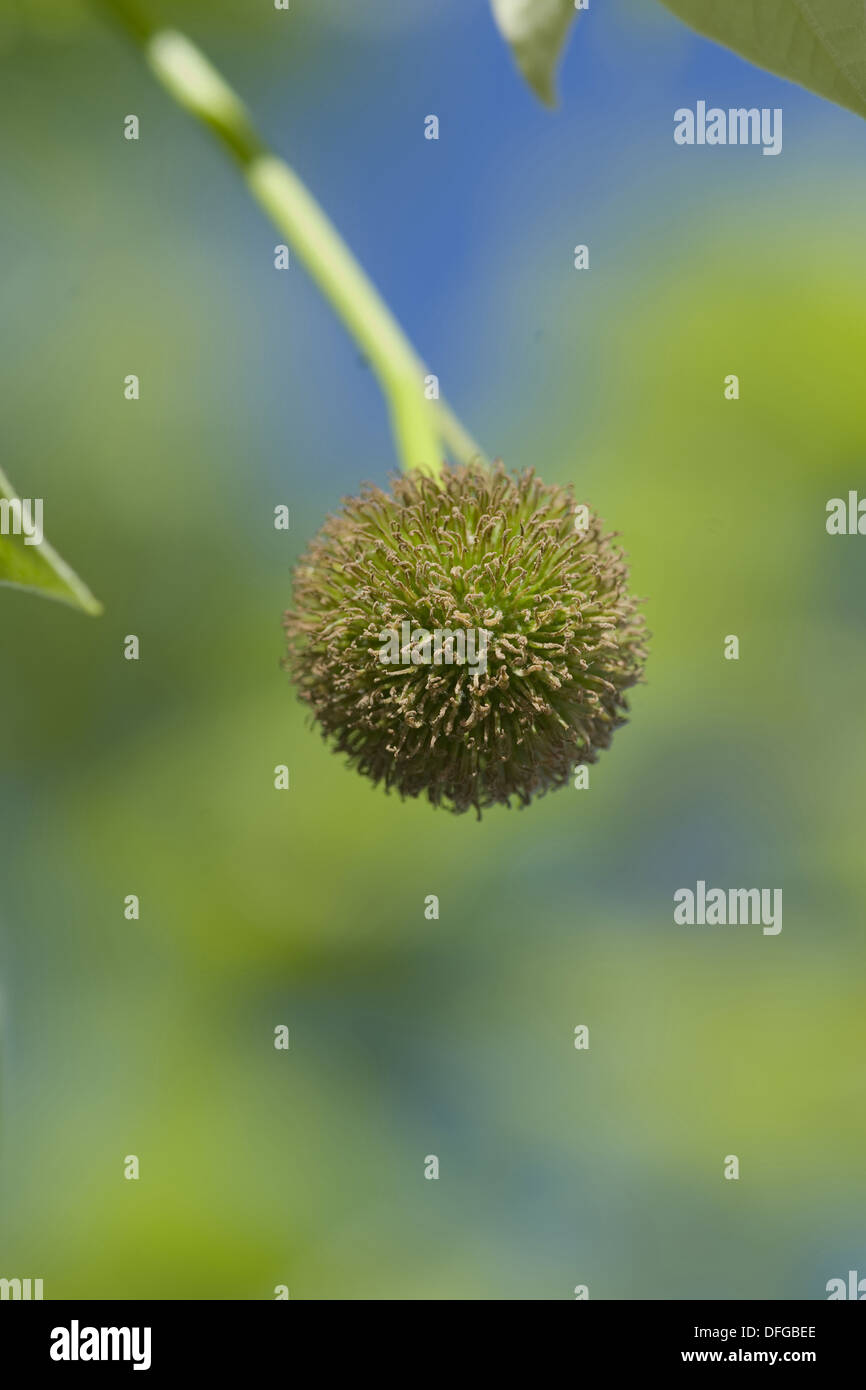 London plane tree leaf hi-res stock photography and images - Alamy