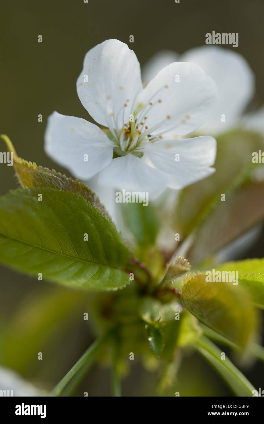 wild cherry, prunus avium Stock Photo - Alamy