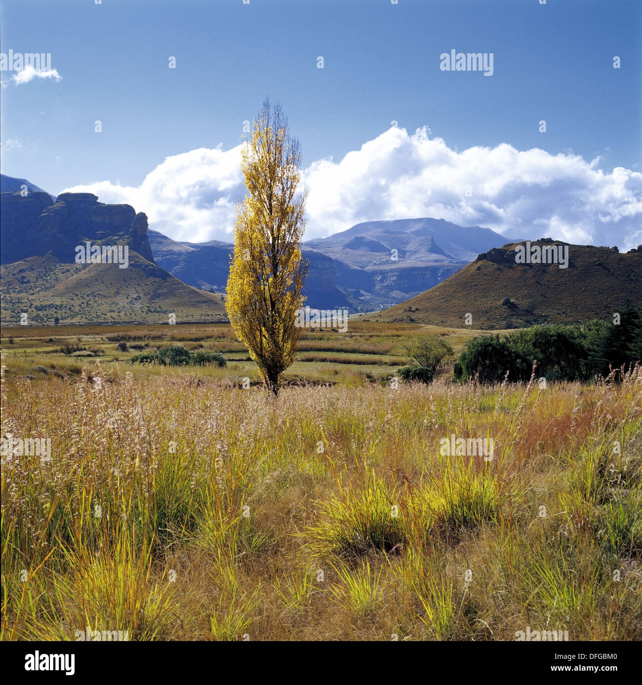 A Poplar tree with the Maluti Mountains in the background at Golden ...