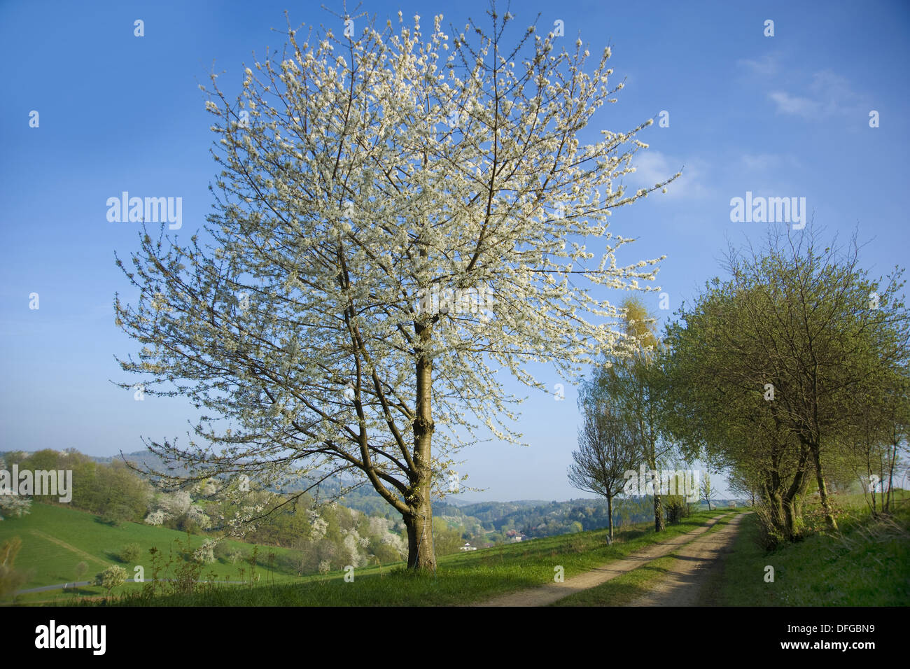 Prunus avium hi-res stock photography and images - Alamy