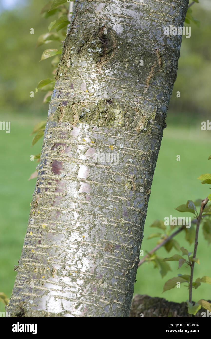 Bird cherry tree bark hi-res stock photography and images - Alamy