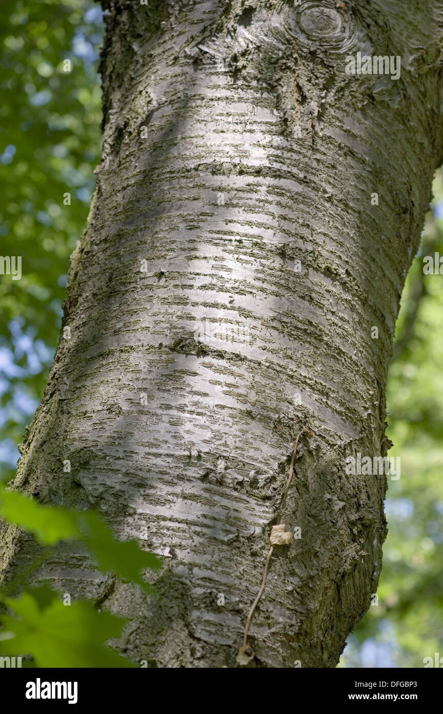 Cherry tree bark hi-res stock photography and images - Alamy