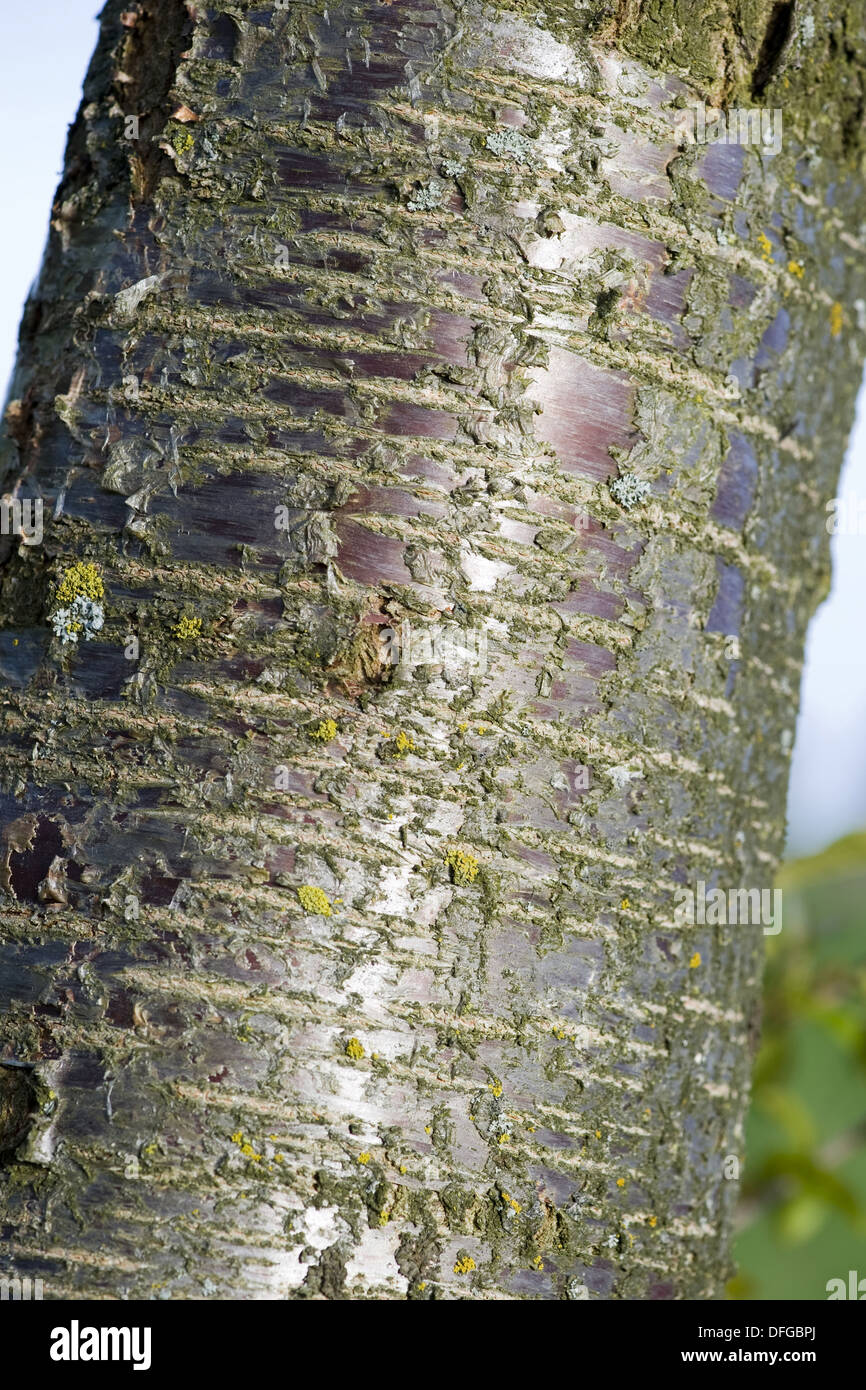 Prunus avium rosaceae tree hi-res stock photography and images - Alamy