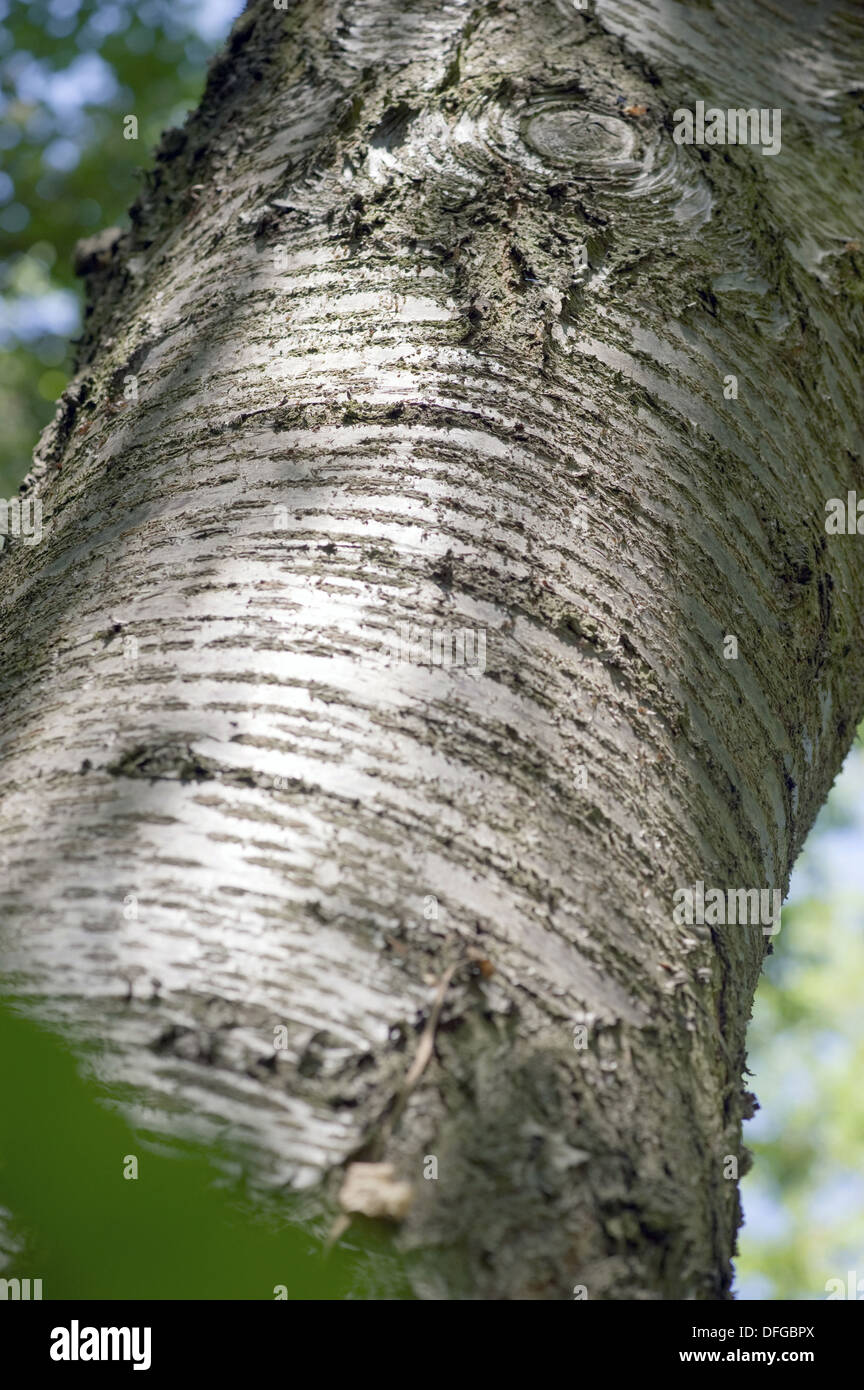 Cherry tree bark hi-res stock photography and images - Alamy