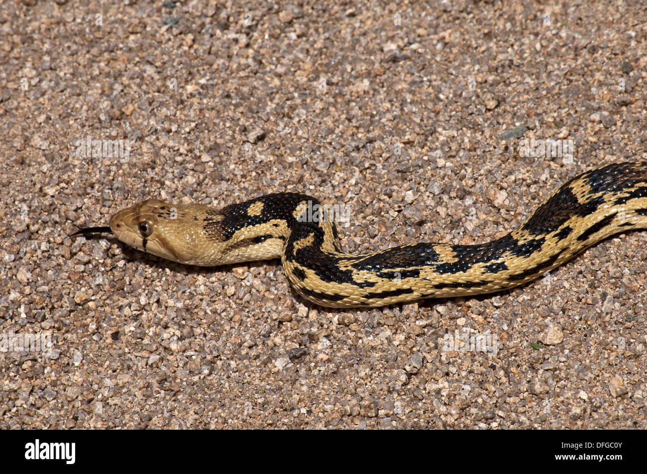 Pituophis catenifer deserticola snake hi-res stock photography and ...