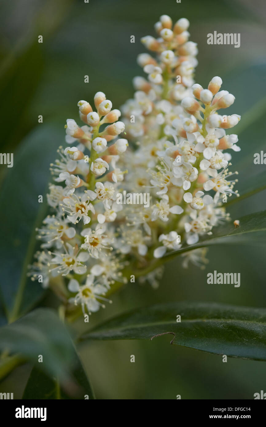 Prunus laurocerasus common laurel cherry laurel hi-res stock ...