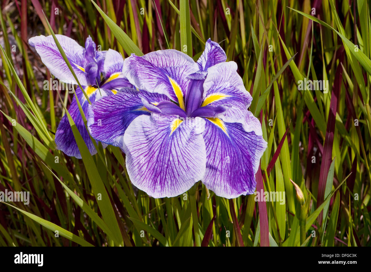 Iris bulbous hi-res stock photography and images - Alamy