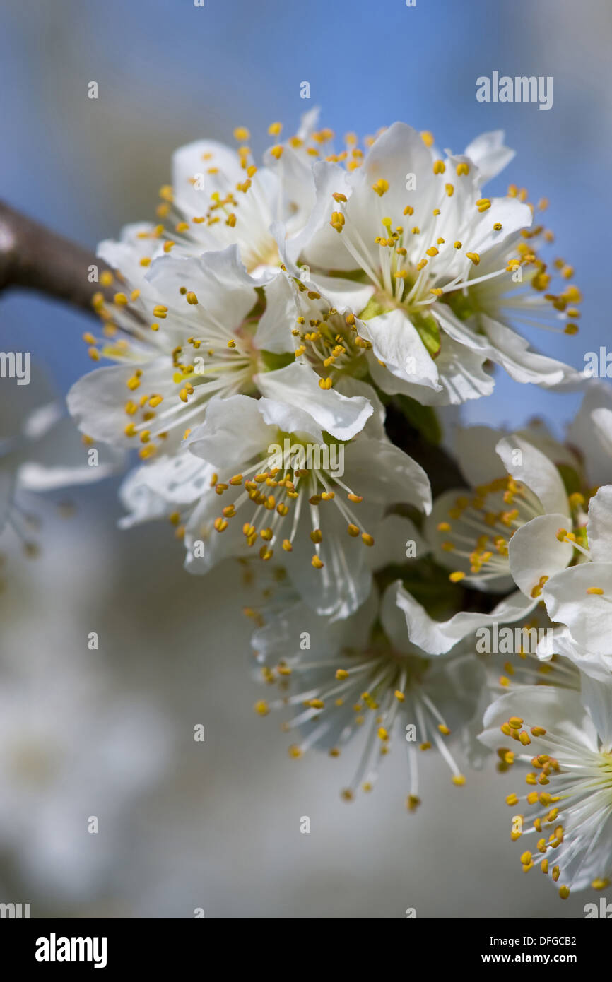 Prunus Mahaleb Blossom High Resolution Stock Photography and Images - Alamy