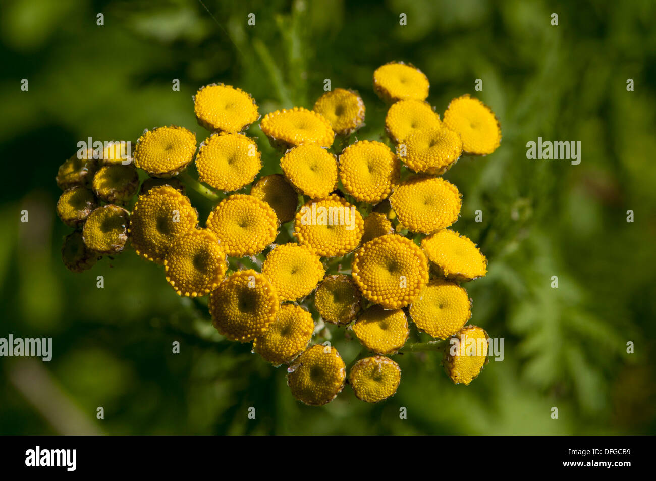 Common Tansy (Tanacetum vulgare), Willamette Valley, Oregon, USA Stock ...