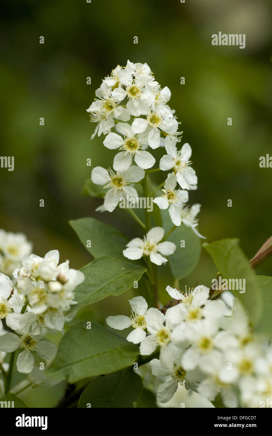 Flowering bird cherry bush hi-res stock photography and images - Alamy
